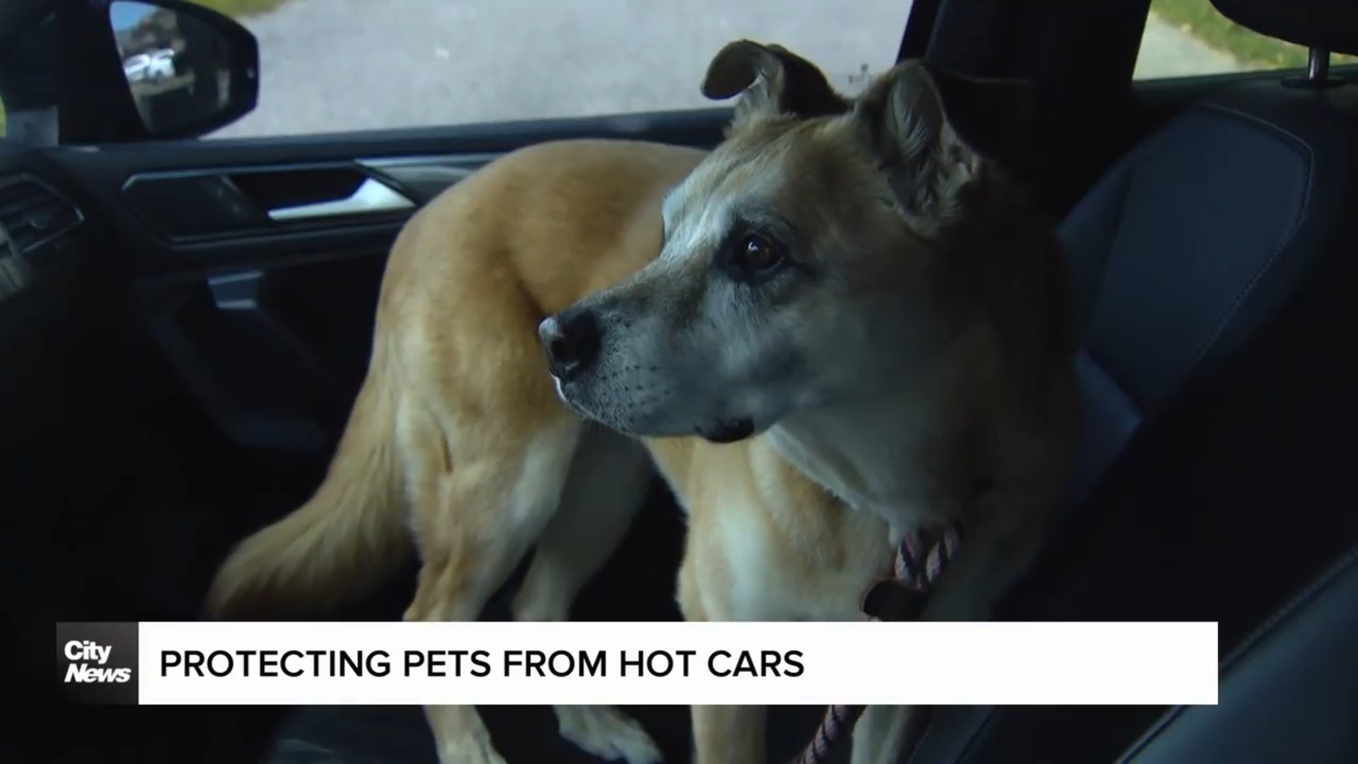 Take the No Hot Pet Pledge