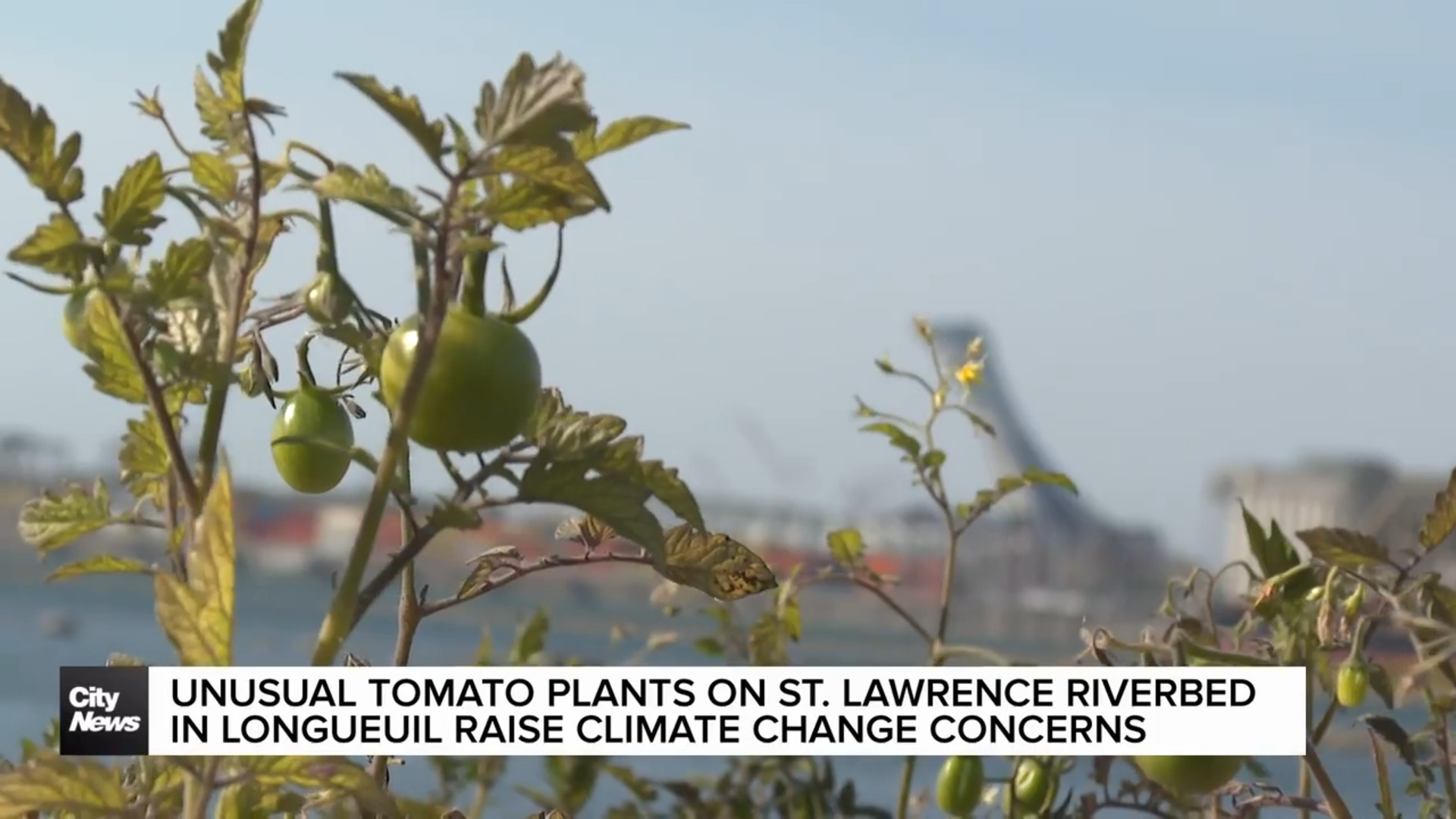 Tomato plants along St. Lawrence River raise climate change concerns
