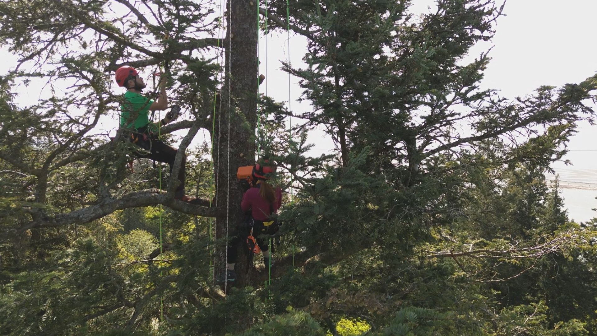 Tree climbing tour at UBC takes conservation to new heights