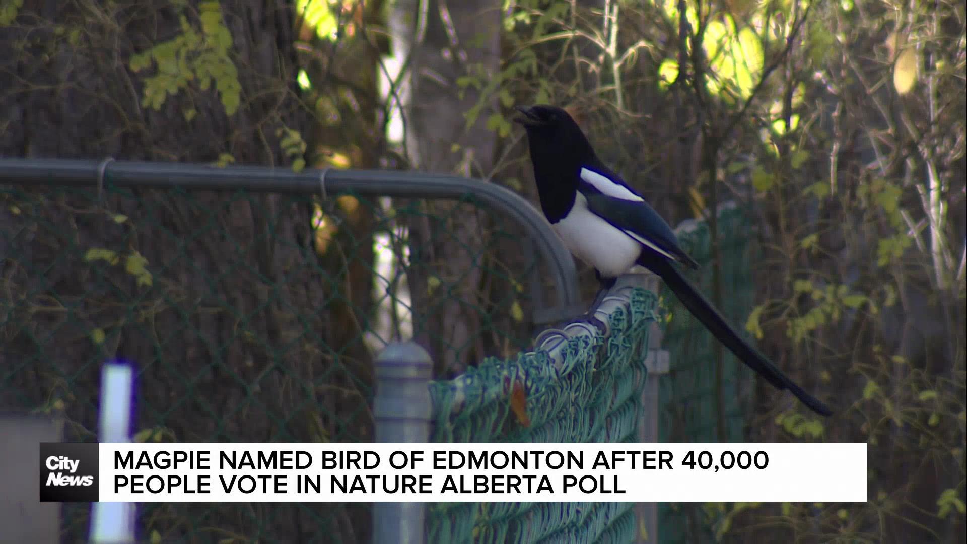 Magpie named bird of Edmonton in proclamation at City Hall