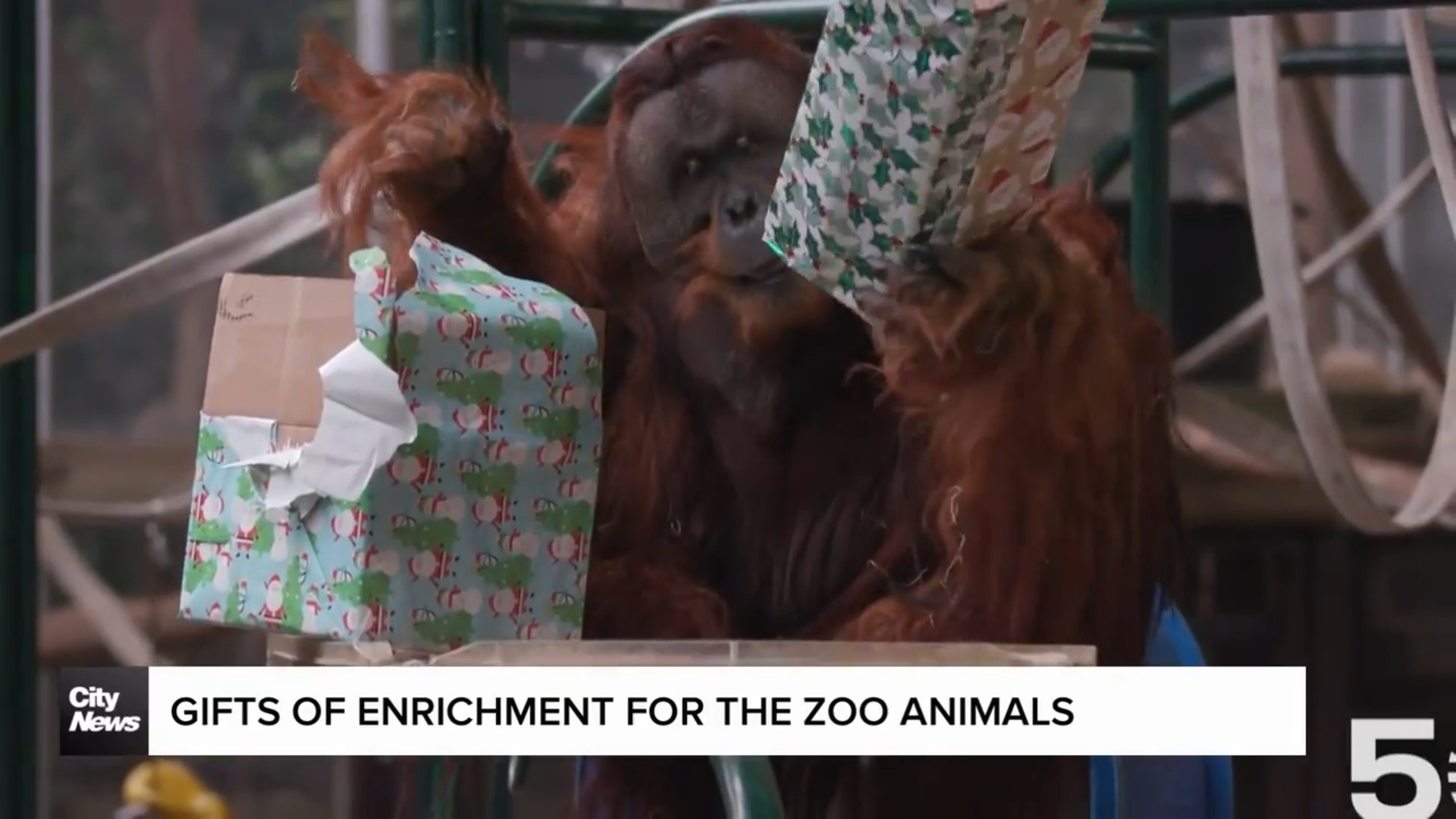 Gifts of enrichment for animals at The Toronto Zoo