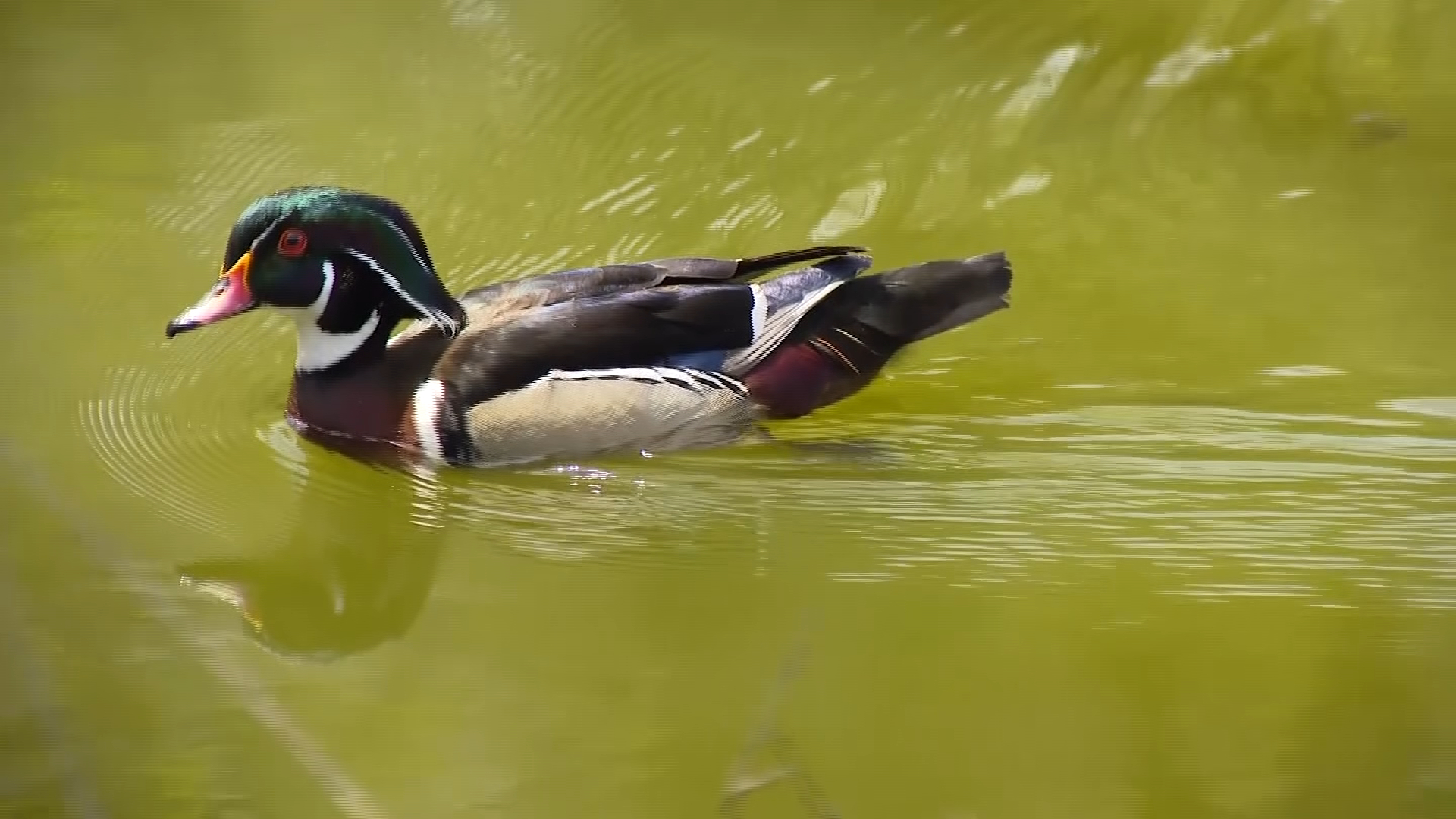 Iconic ducks make seasonal return