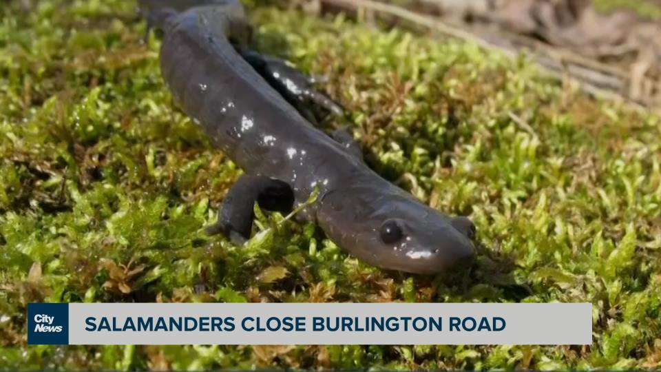 Salamanders close road in Burlington