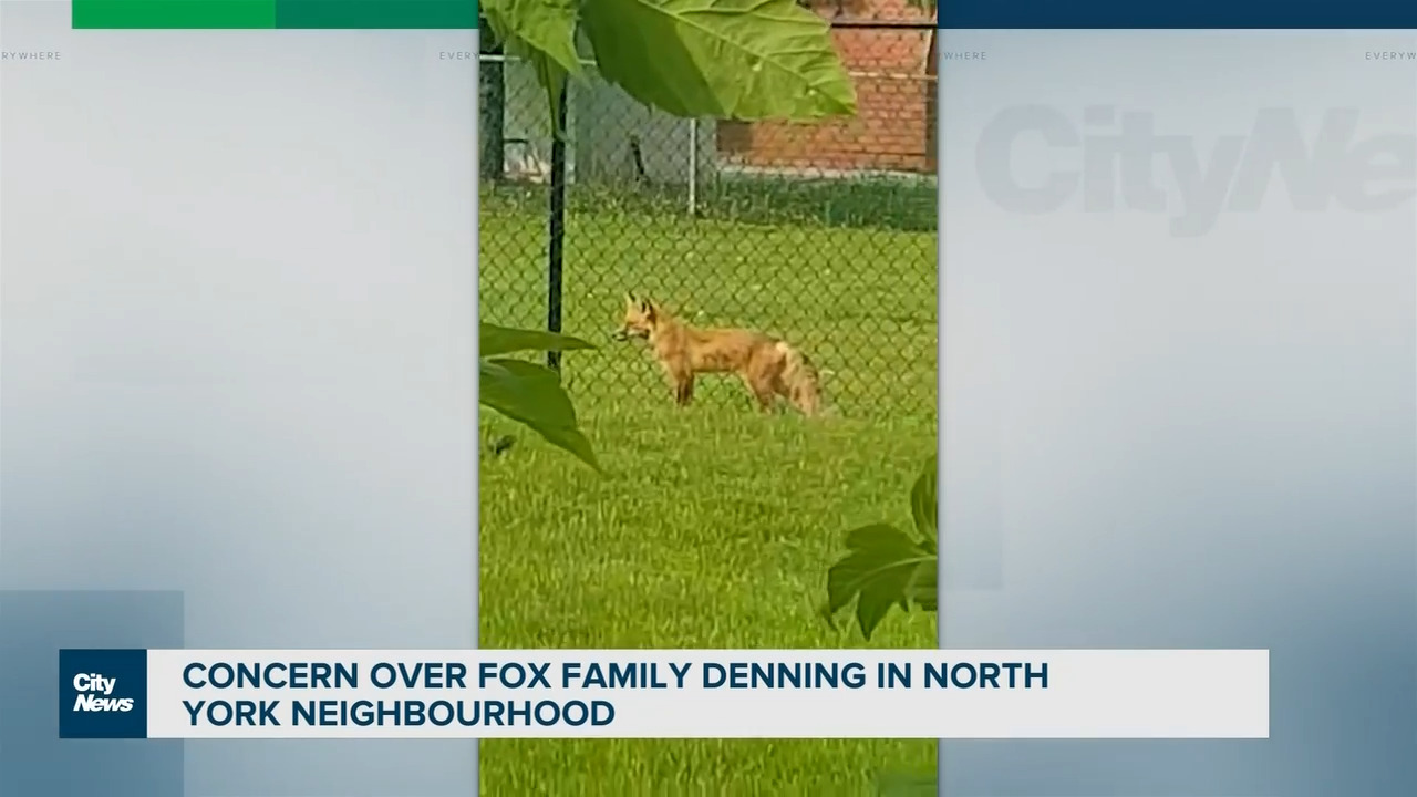 Speakers Corner: Concern over fox den in North York neighbourhood