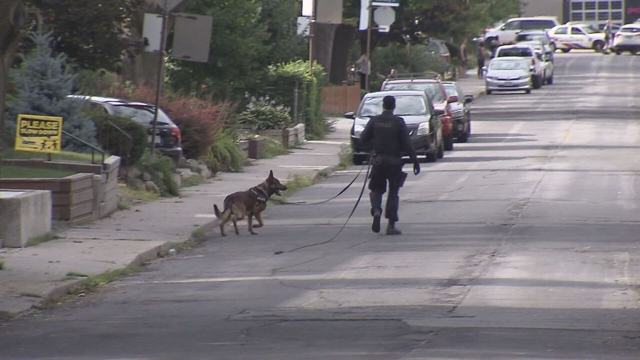 Police dogs and their contribution to public safety