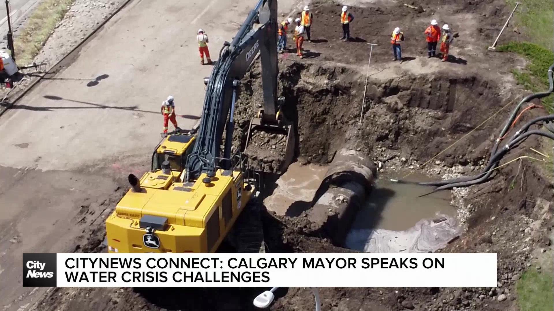 Calgary Stampede euthanizes two chuckwagon horses and a steer after ...