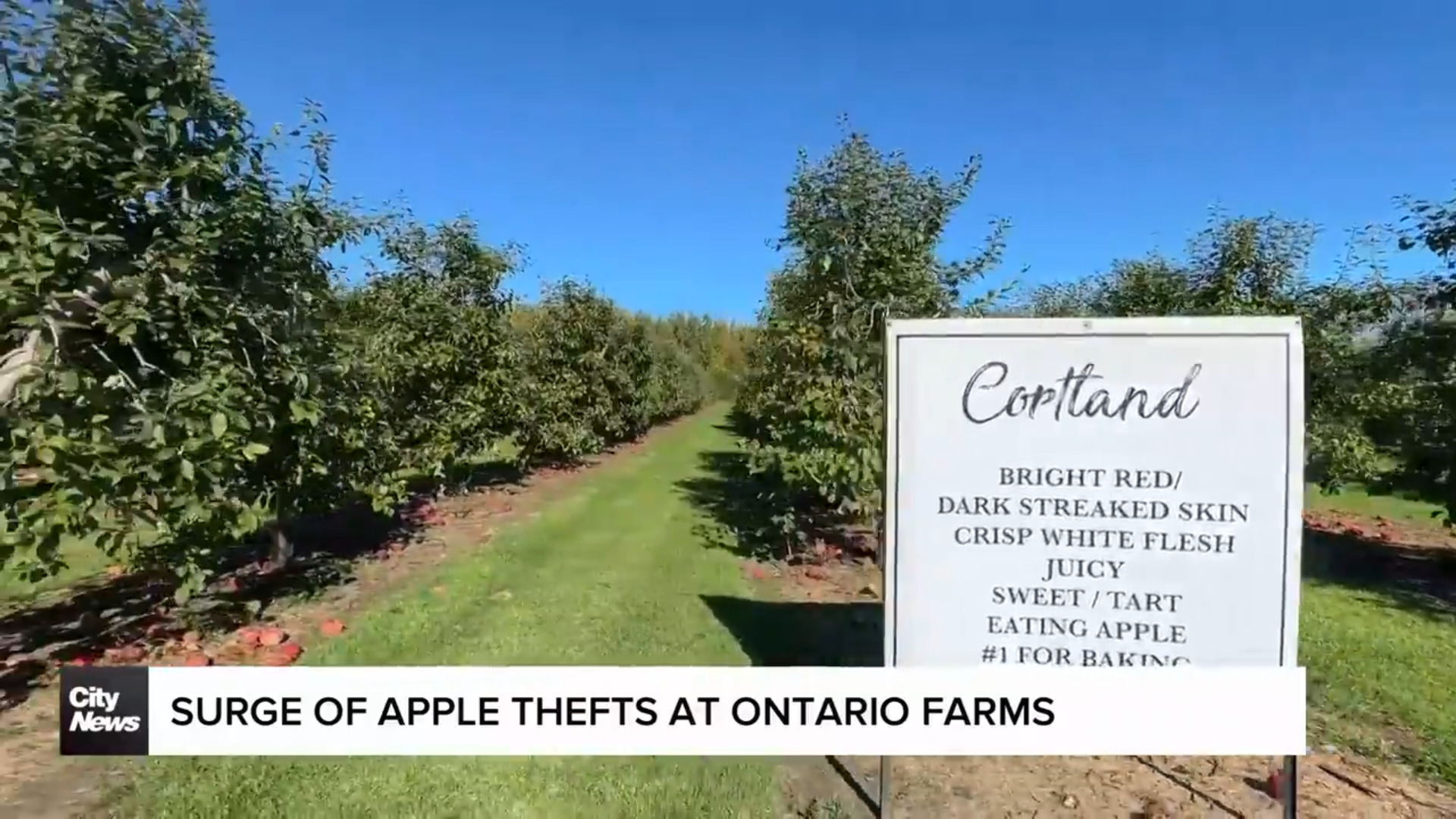 Canadian economist Peter Howitt among Nobel winners in economics