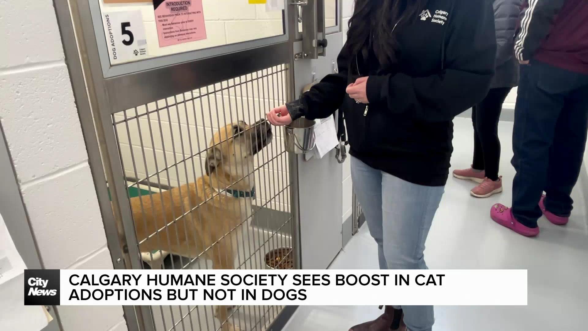 Trudeau facing tariff threat and questions over his own future