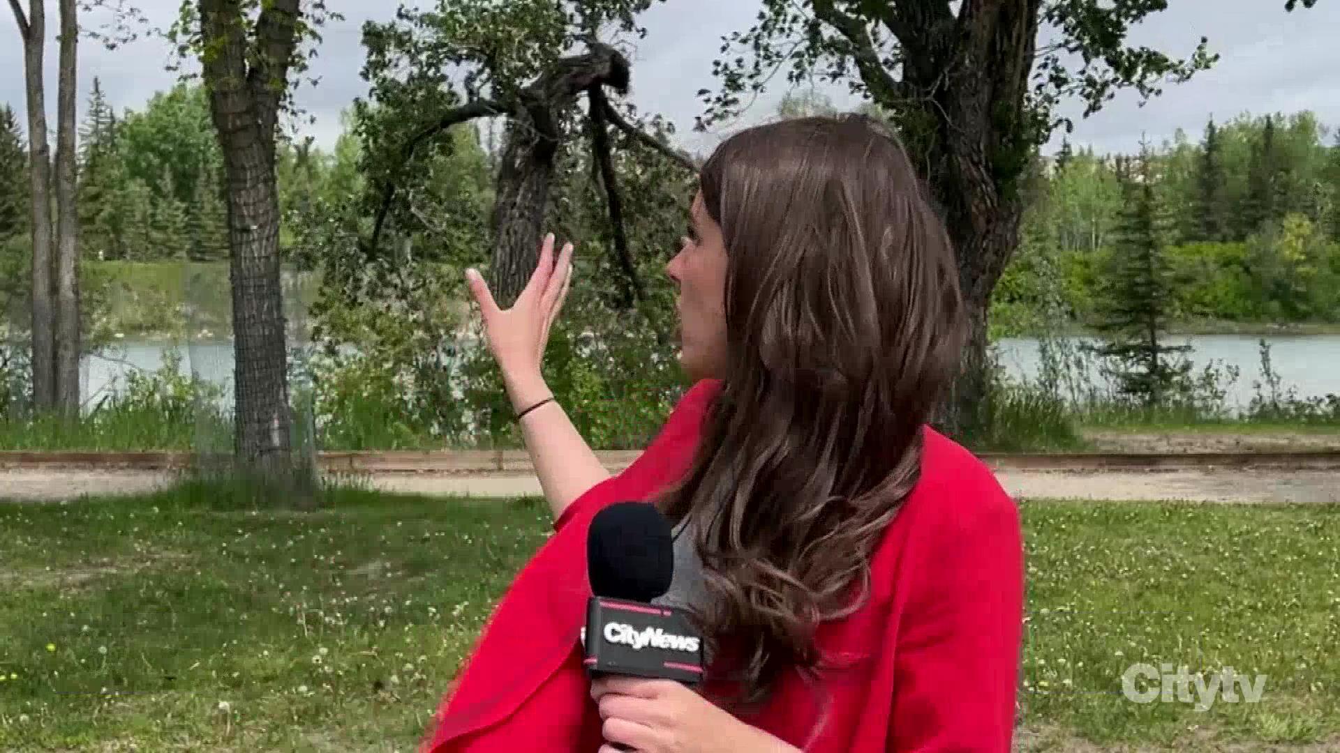 Black cowboy John Ware recognized as a person of national historic ...