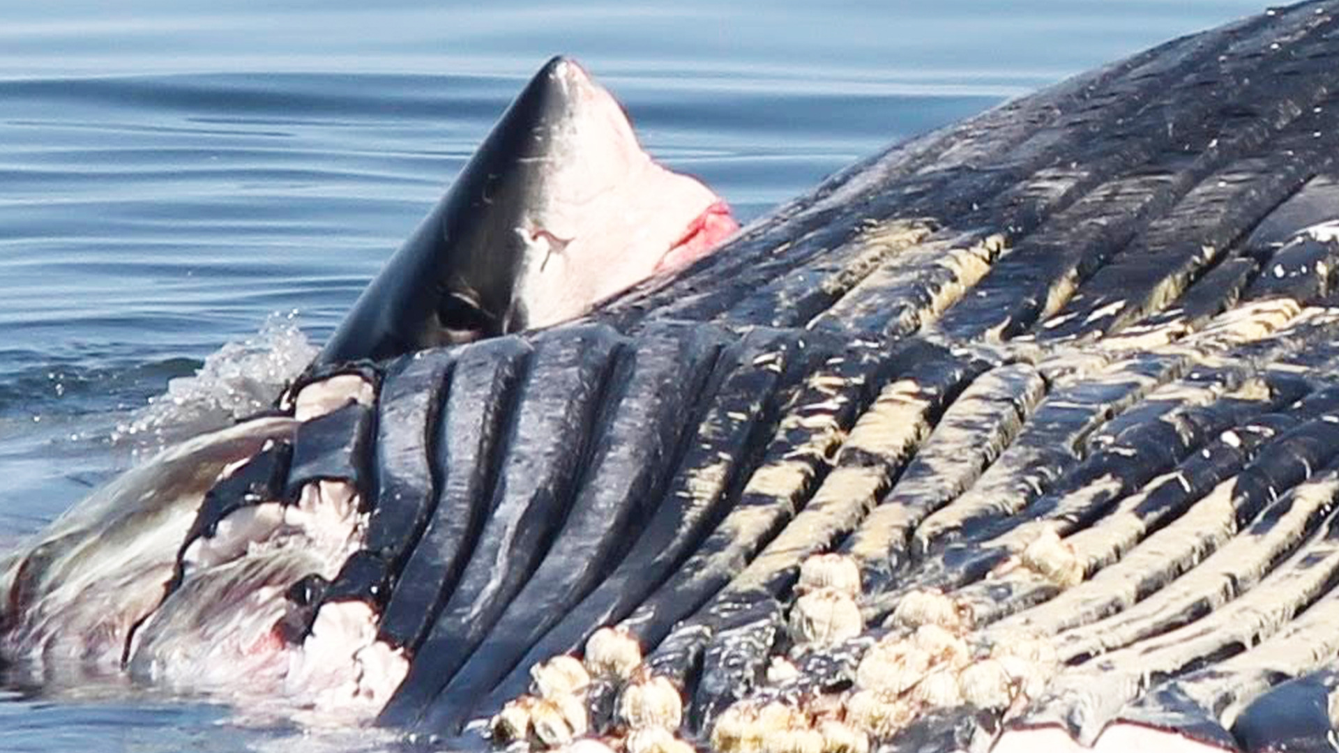 From Carter's kiss to Trump's step ahead: Famous presidential gaffes ...