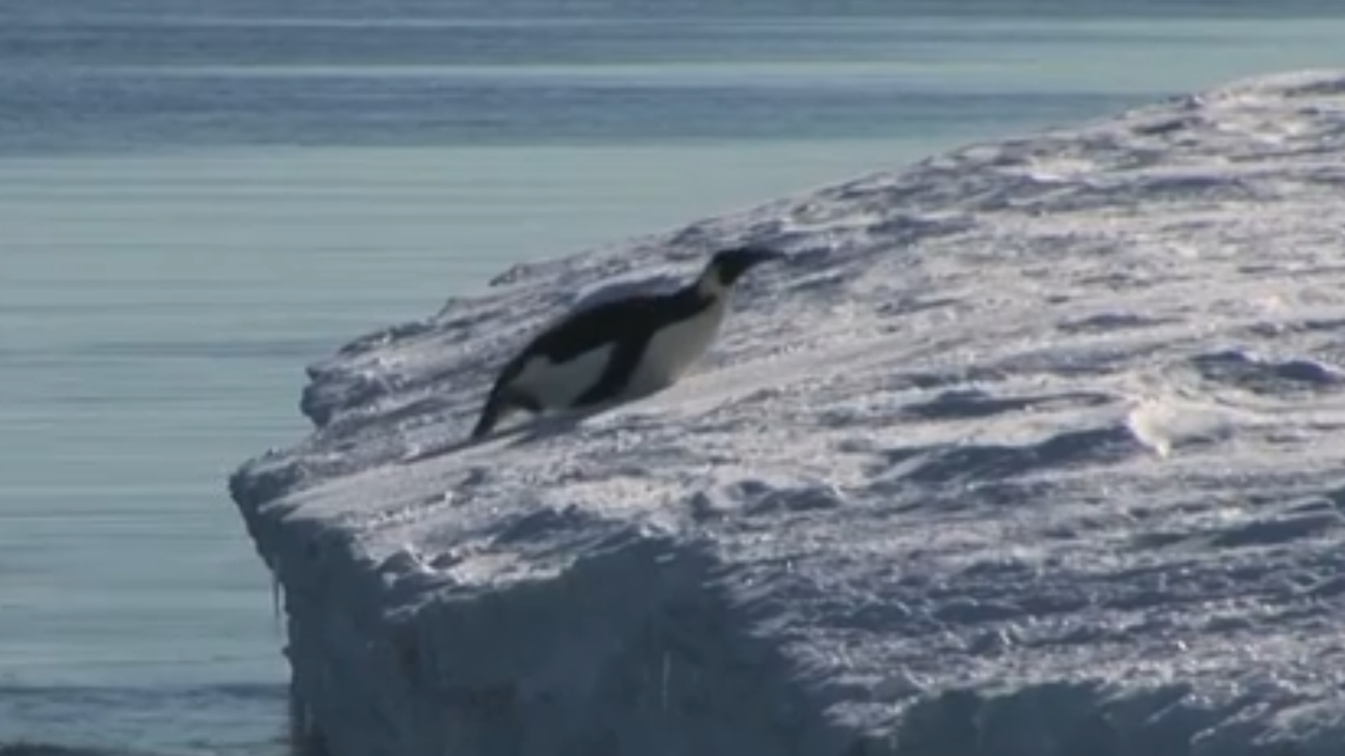 Antarctic emperor penguin colonies see 'unprecedented' loss of chicks