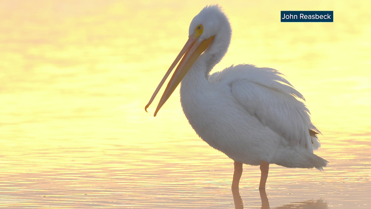 Calgary photographer forms bond with injured Pelican enduring Alberta ...
