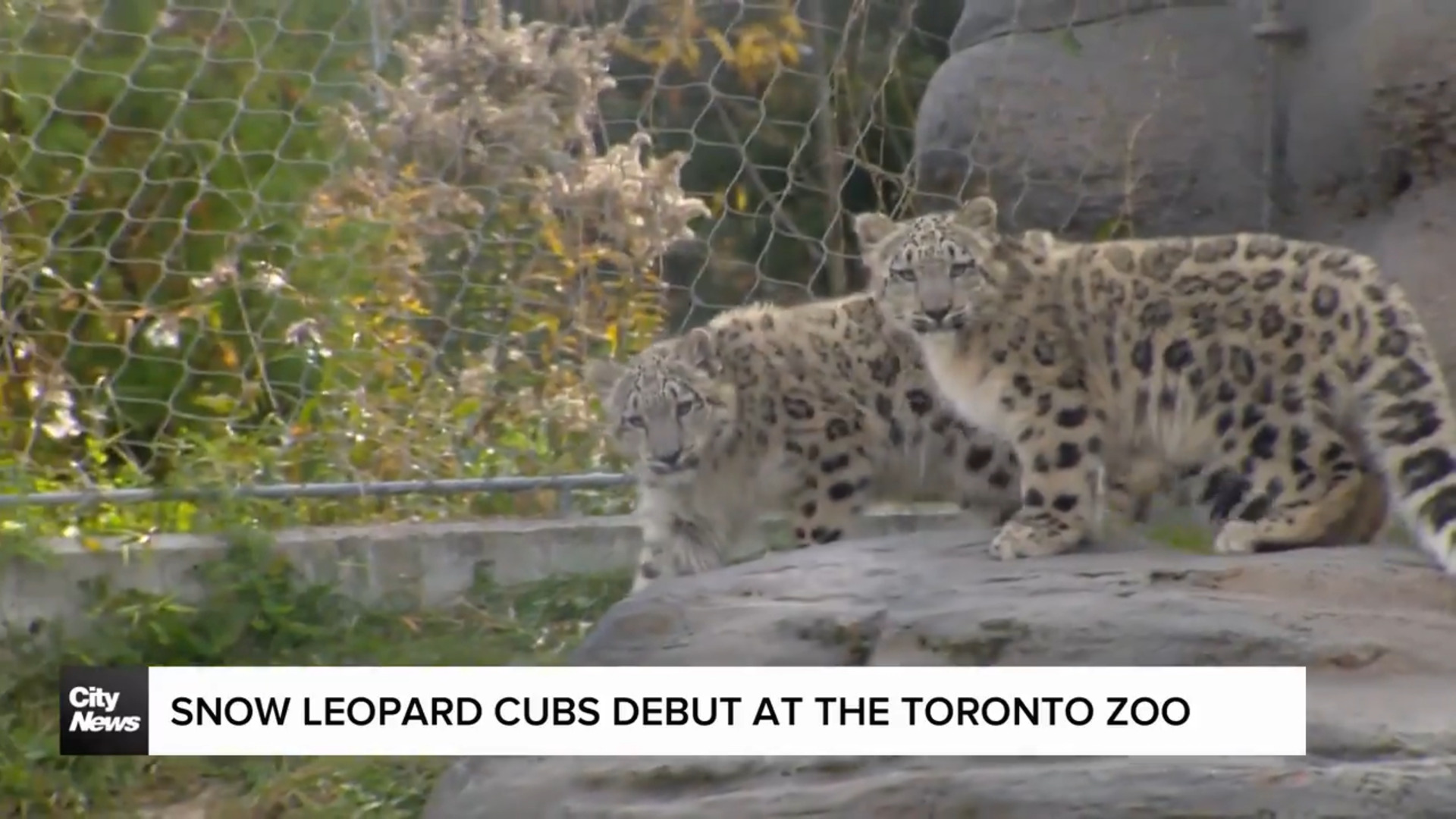 Snow leopard cubs make their public debut at the Toronto Zoo