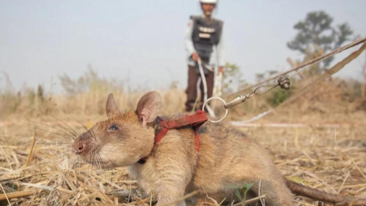 Training rats to detect landmines, tuberculosis and to help in search ...