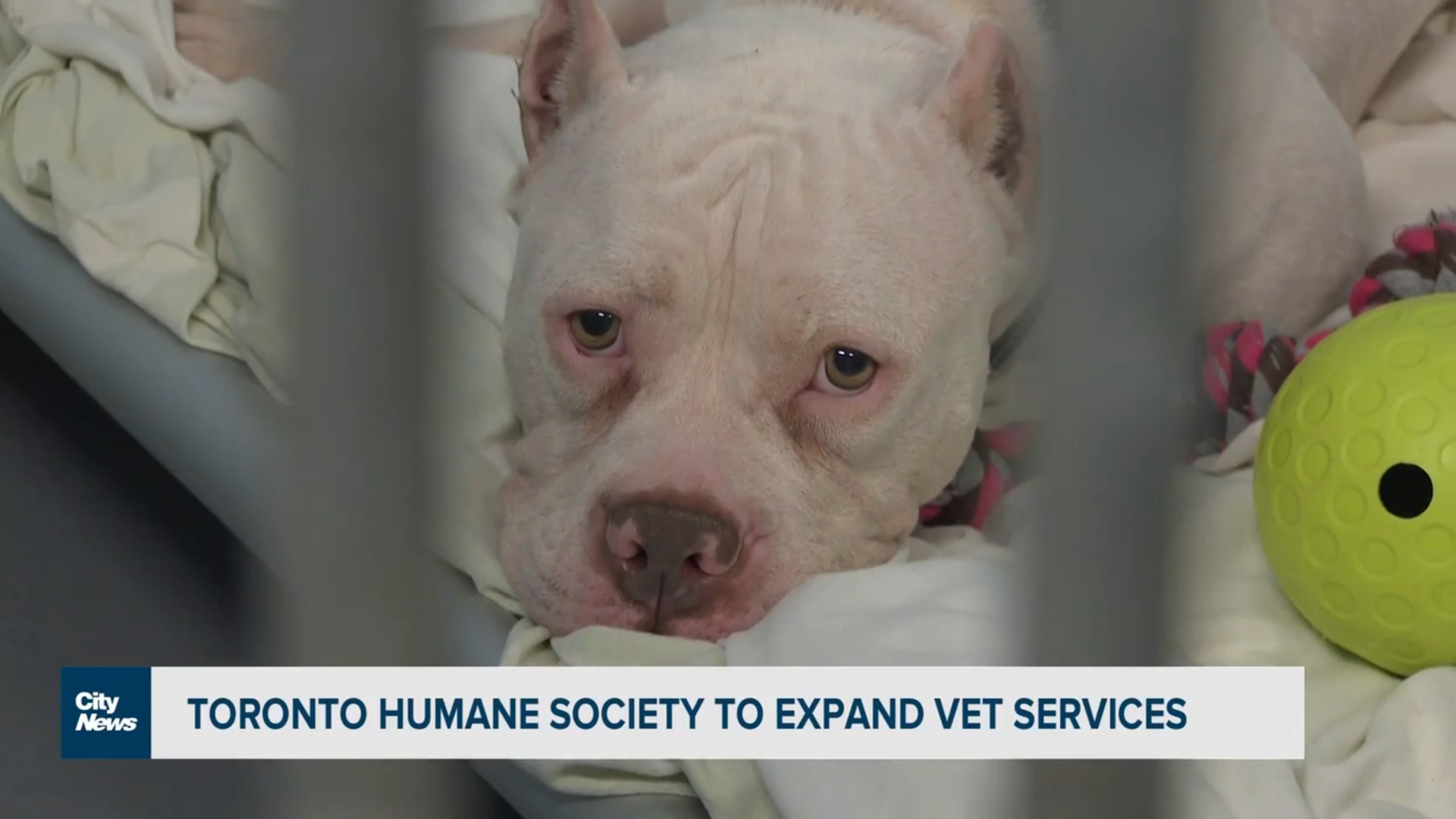 The Toronto Humane Society is expanding vet services