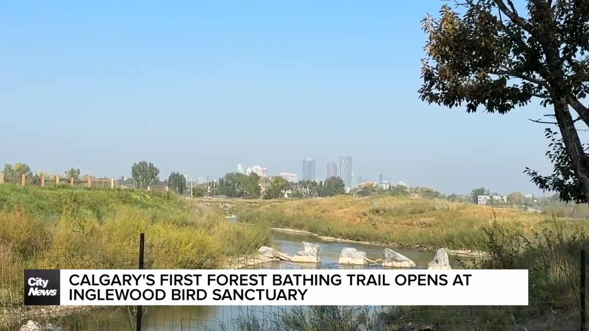 Calgary's first forest bathing trail opens at Inglewood Bird Sanctuary