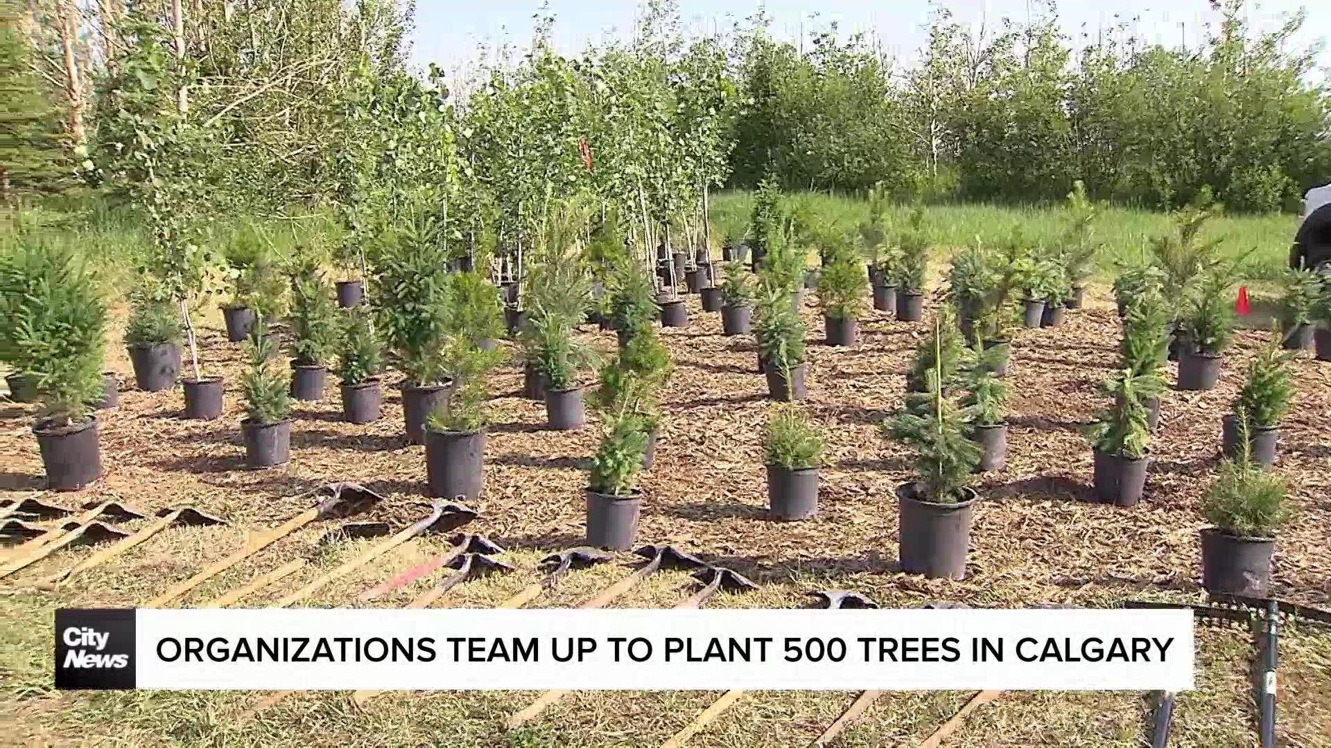 'Convicted felon' poster of Donald Trump seen at Calgary bus stop