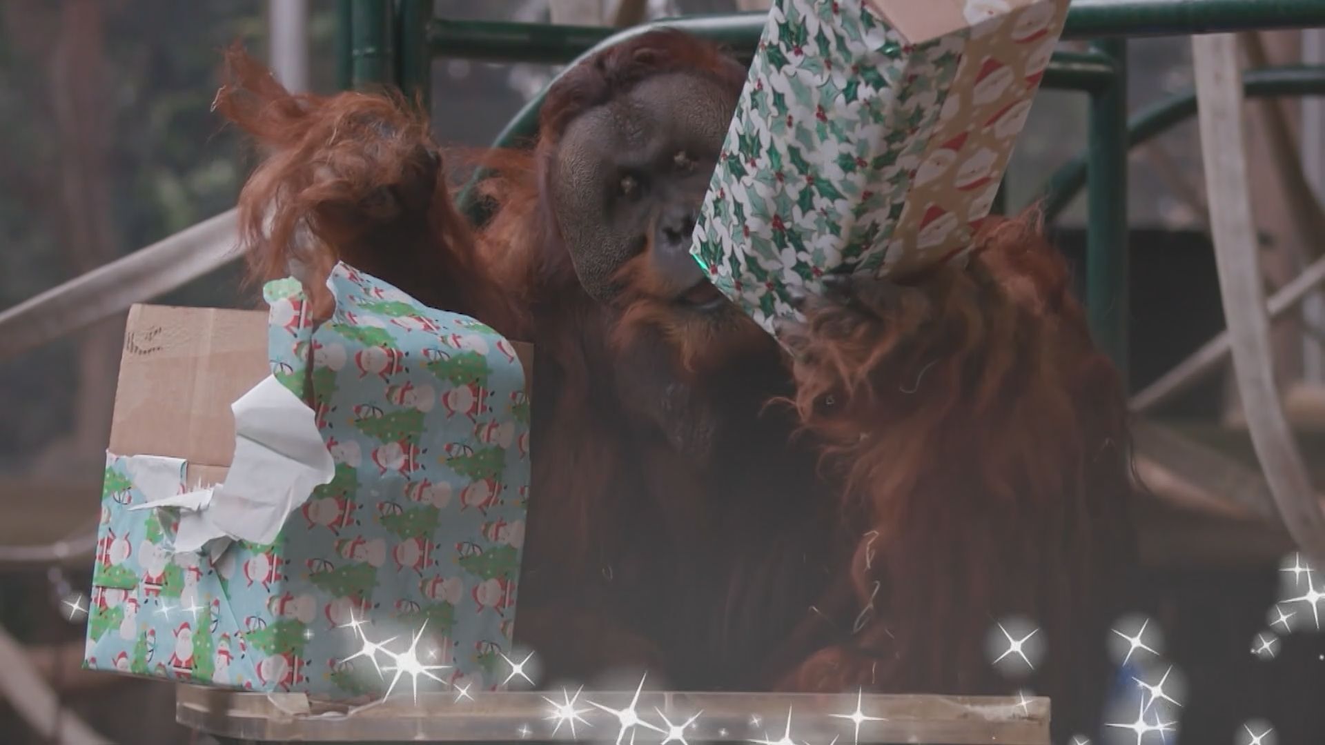 Give a gift to the animals at the zoo this holiday season