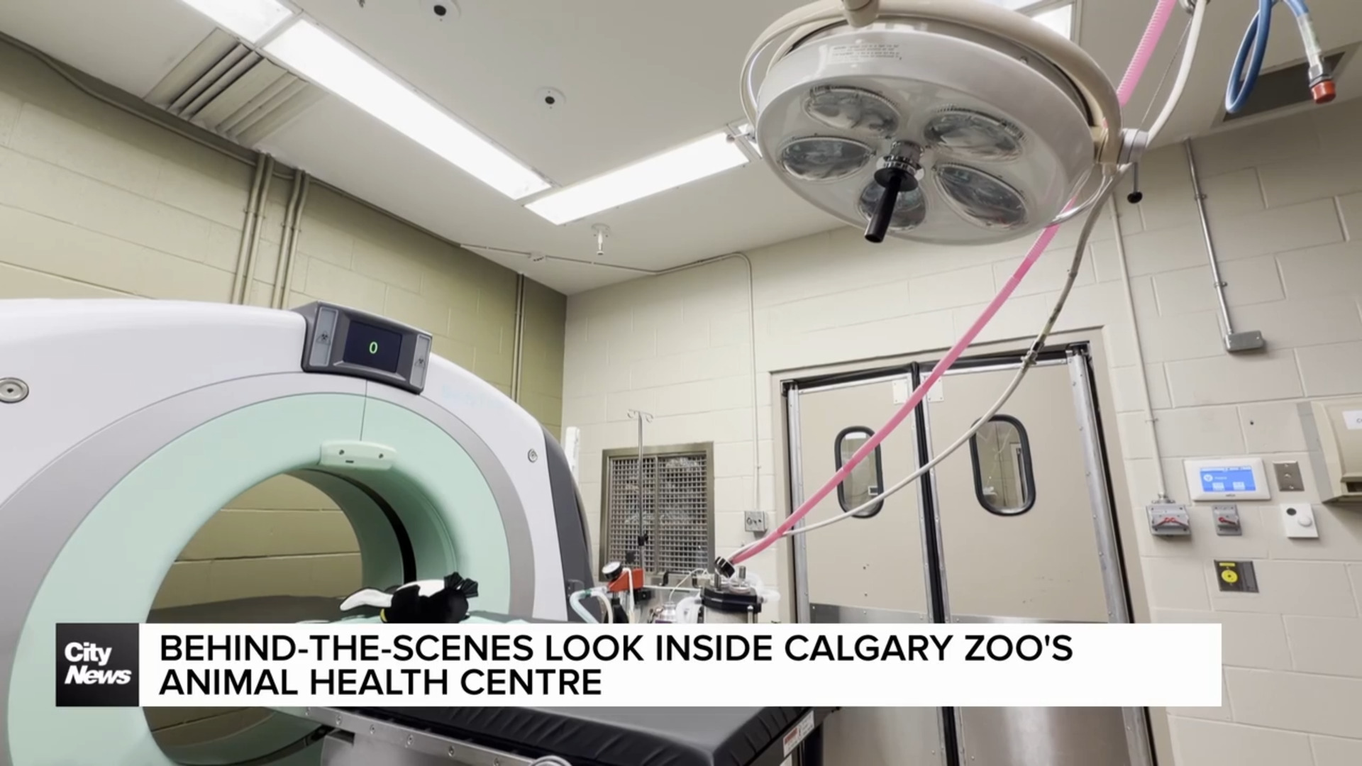 Behind-the-scenes look inside Calgary Zoo’s Animal Health Centre