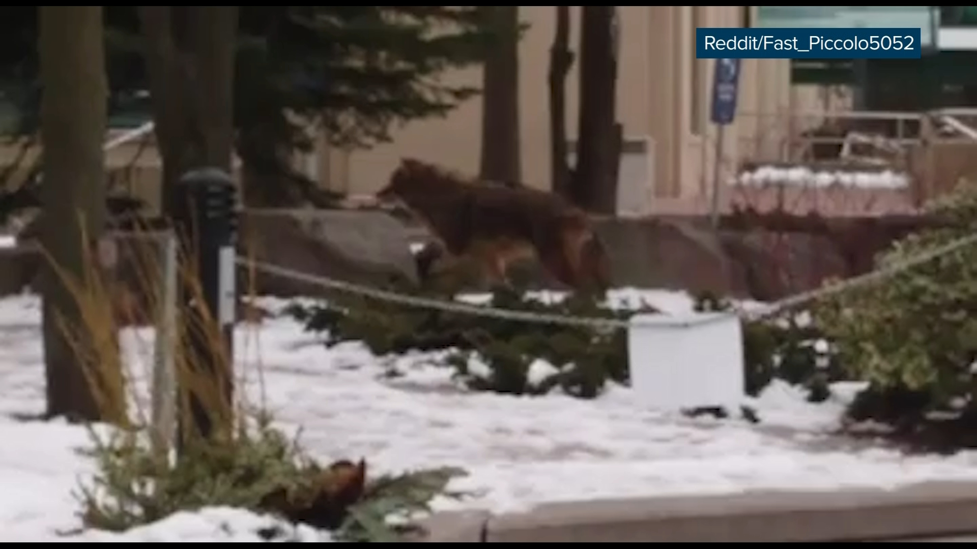 Coyote spotting downtown Toronto
