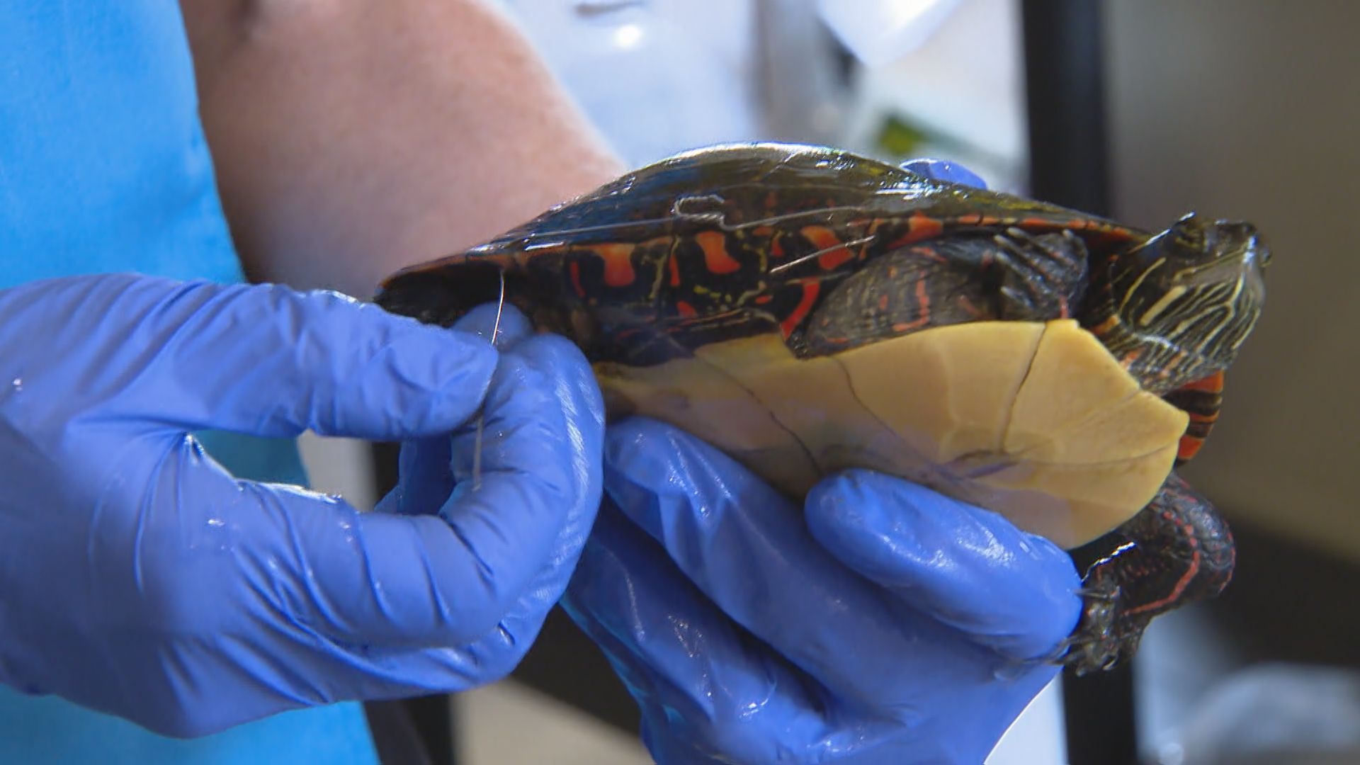 New state of the art turtle conservation centre will save thousands of ...