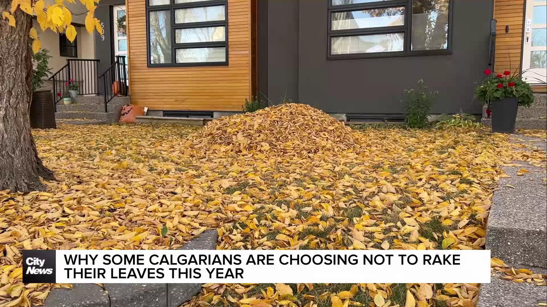 Calgary Humane Society's longest resident reaches 175 days without a ...