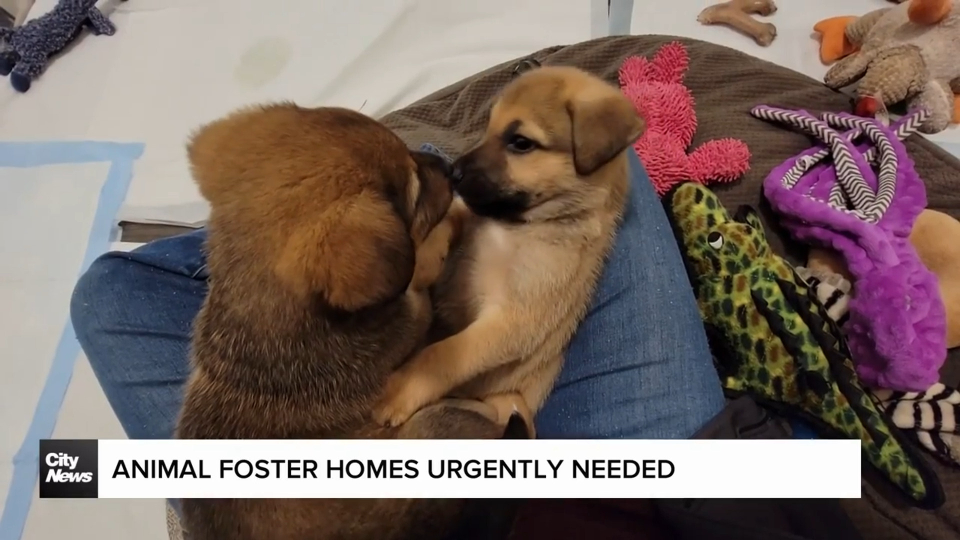 2 people in hospital after overnight shooting in Pickering, police say