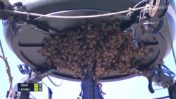 Watch bees swarm Indian Wells during Alcaraz-Zverev QF | ATP Tour | Tennis