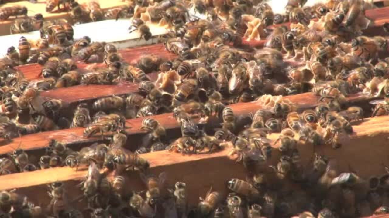 BIG ISLAND BEES - Updated October 2025 - 606 Photos & 436 Reviews - 82 ...