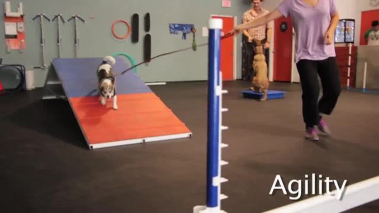 ZOOM ROOM DOG TRAINING - Updated November 2025 - 167 Photos & 180 ...