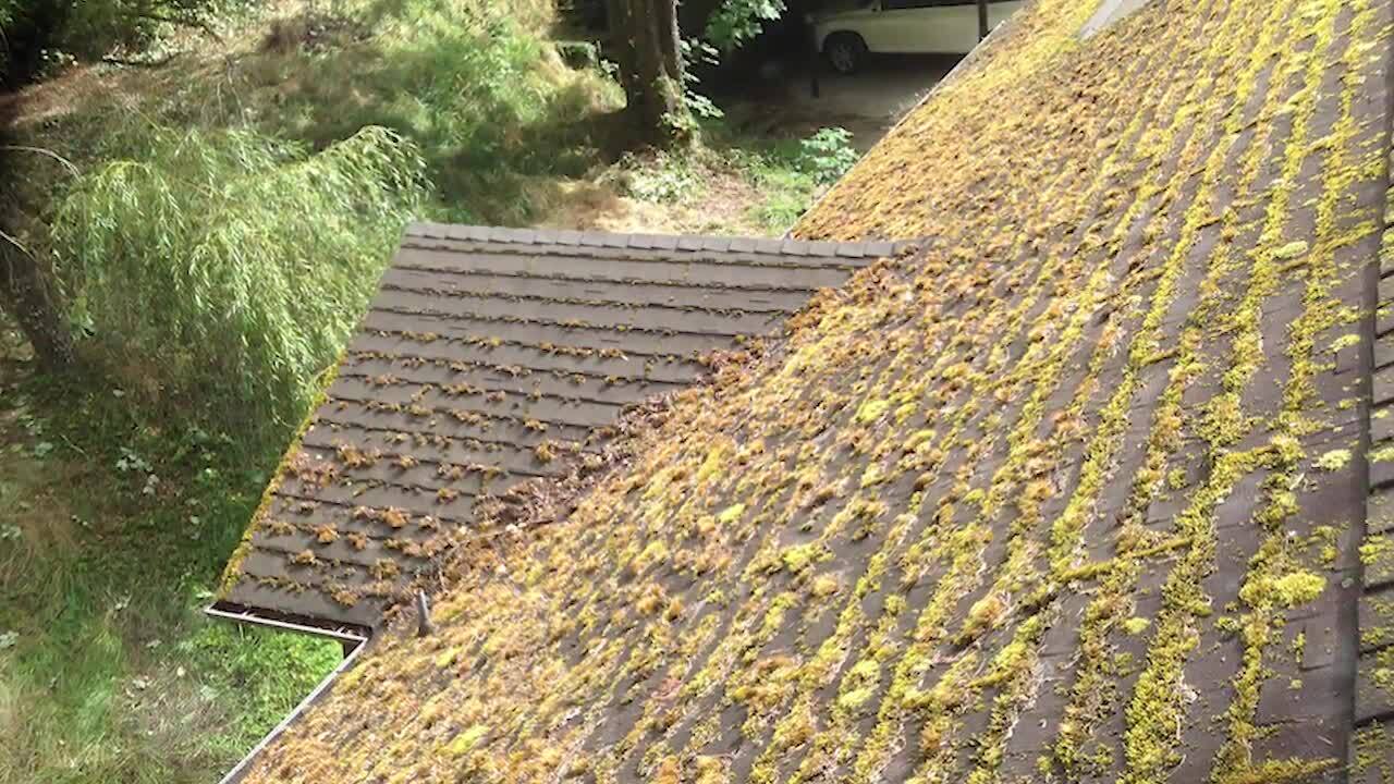 MOSS BUSTERS - Updated October 2025 - 65 Photos & 233 Reviews - 10367 ...