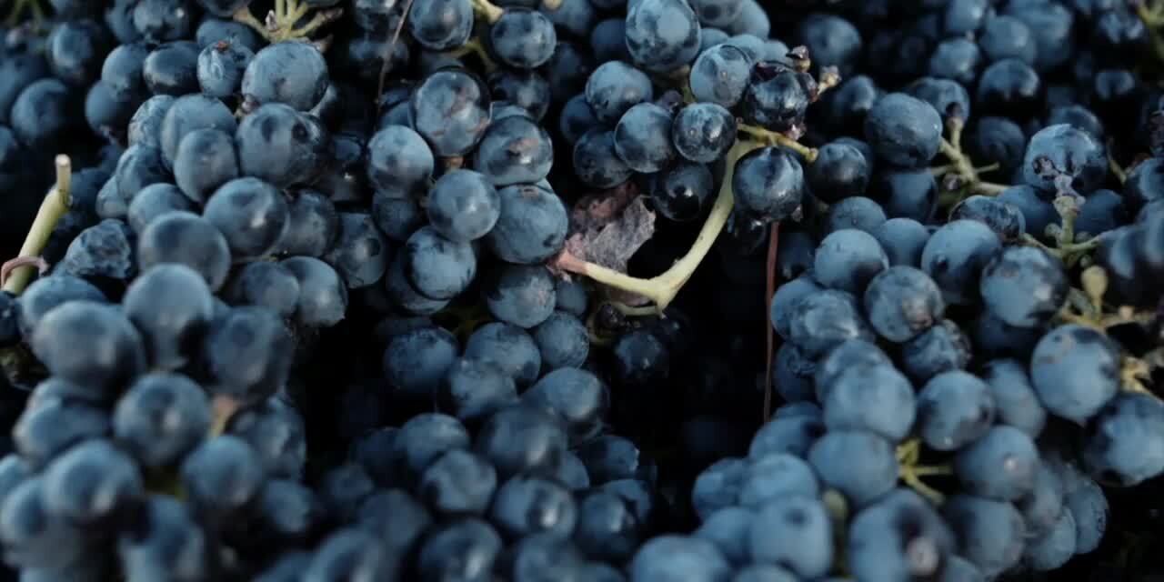 LEVO WINE - Updated October 2025 - 90 Photos & 55 Reviews - 2975 Limestone Way, Paso Robles ...