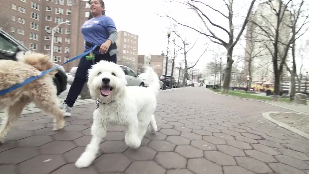 STRUT YOUR PUP - 65 Photos & 56 Reviews - 72 68th St, Guttenberg, New ...