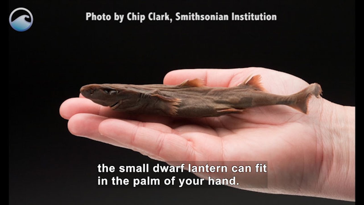 Dwarf Lantern Shark