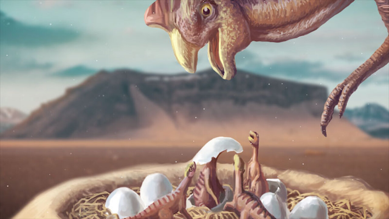 Protoceratops Eggs
