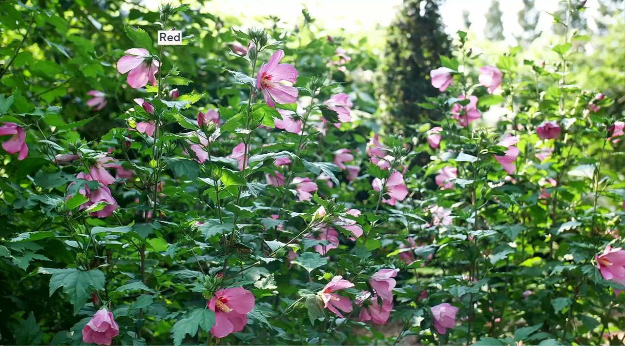Phillip Watson Designs 1-pc. Proven Winners Rose of Sharon Hibiscus ...