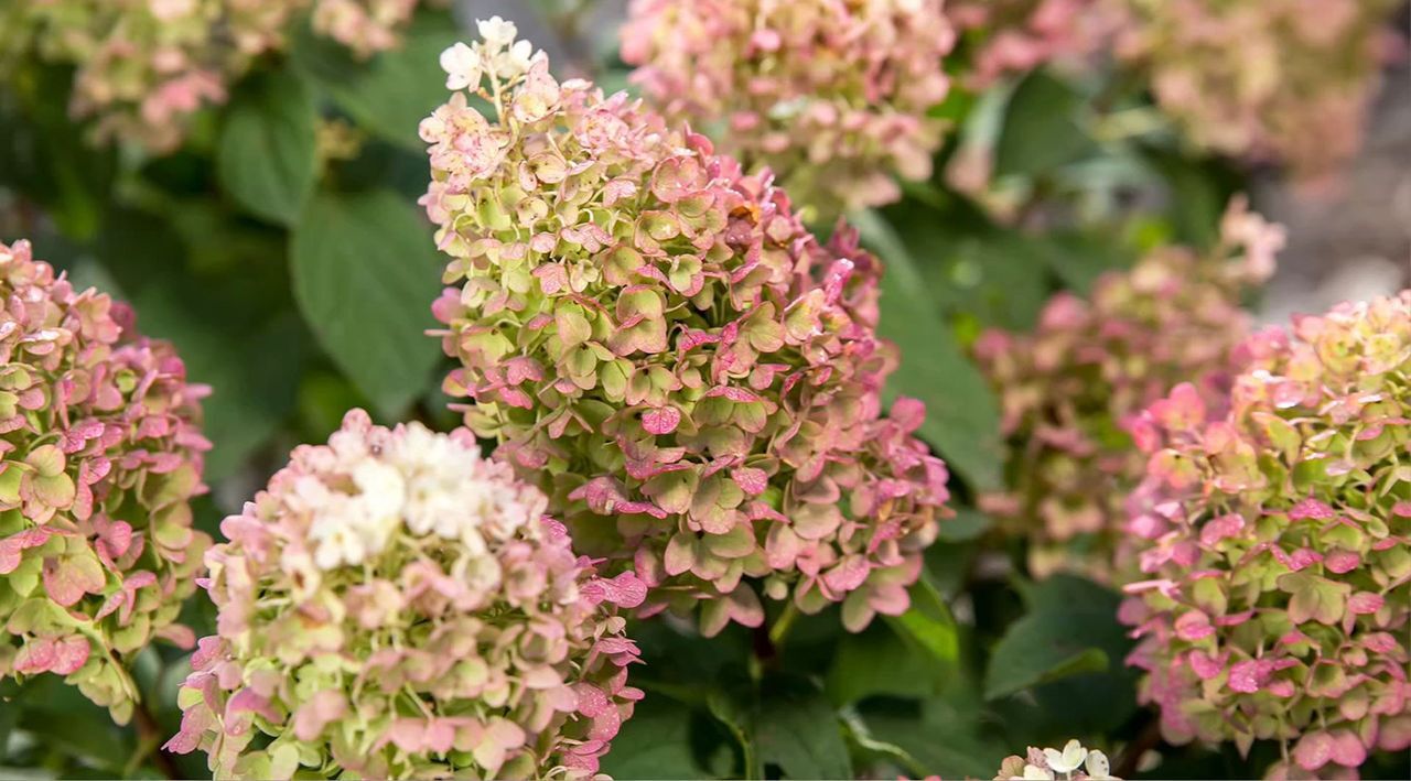 Roberta's 1-piece First Edition Little Hottie Hydrangea Plant - QVC.com