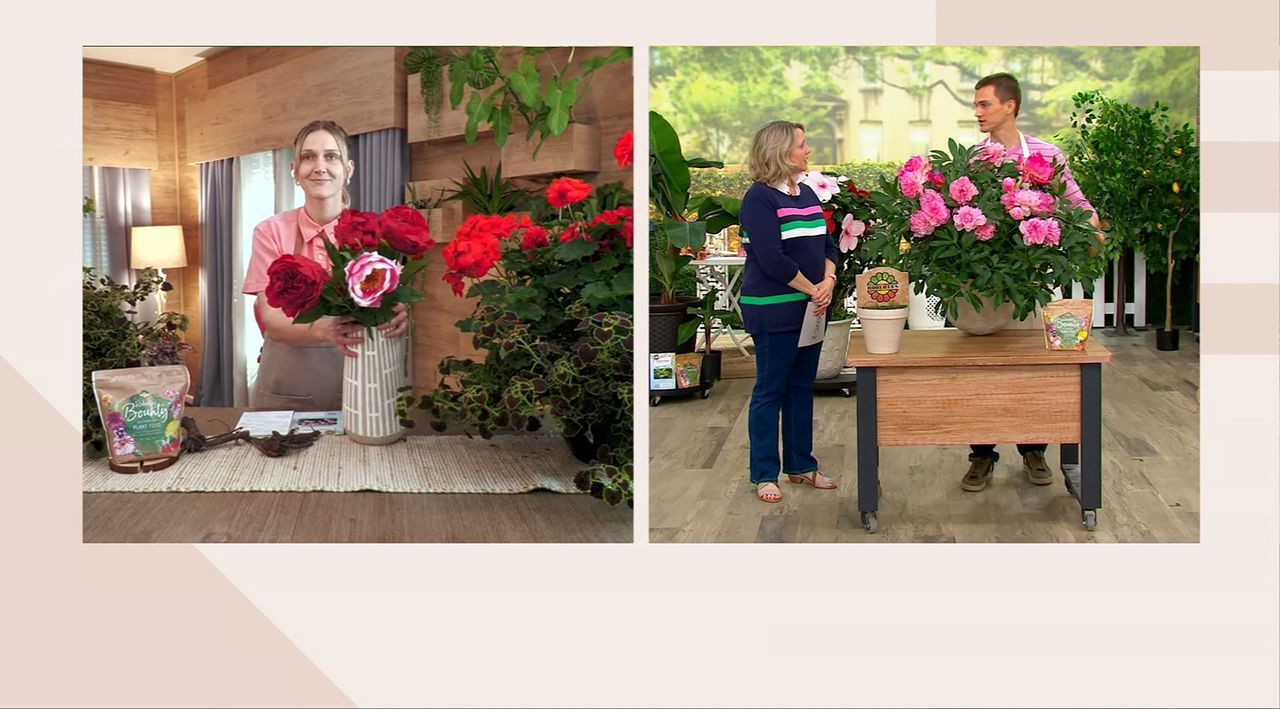 Roberta's 2-piece Fragrant Double Peony Collection - QVC.com