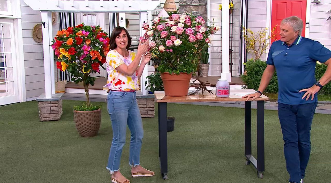 Cottage Farms 1-Piece Pinkerbelle Rose Bareroot Plants - QVC.com