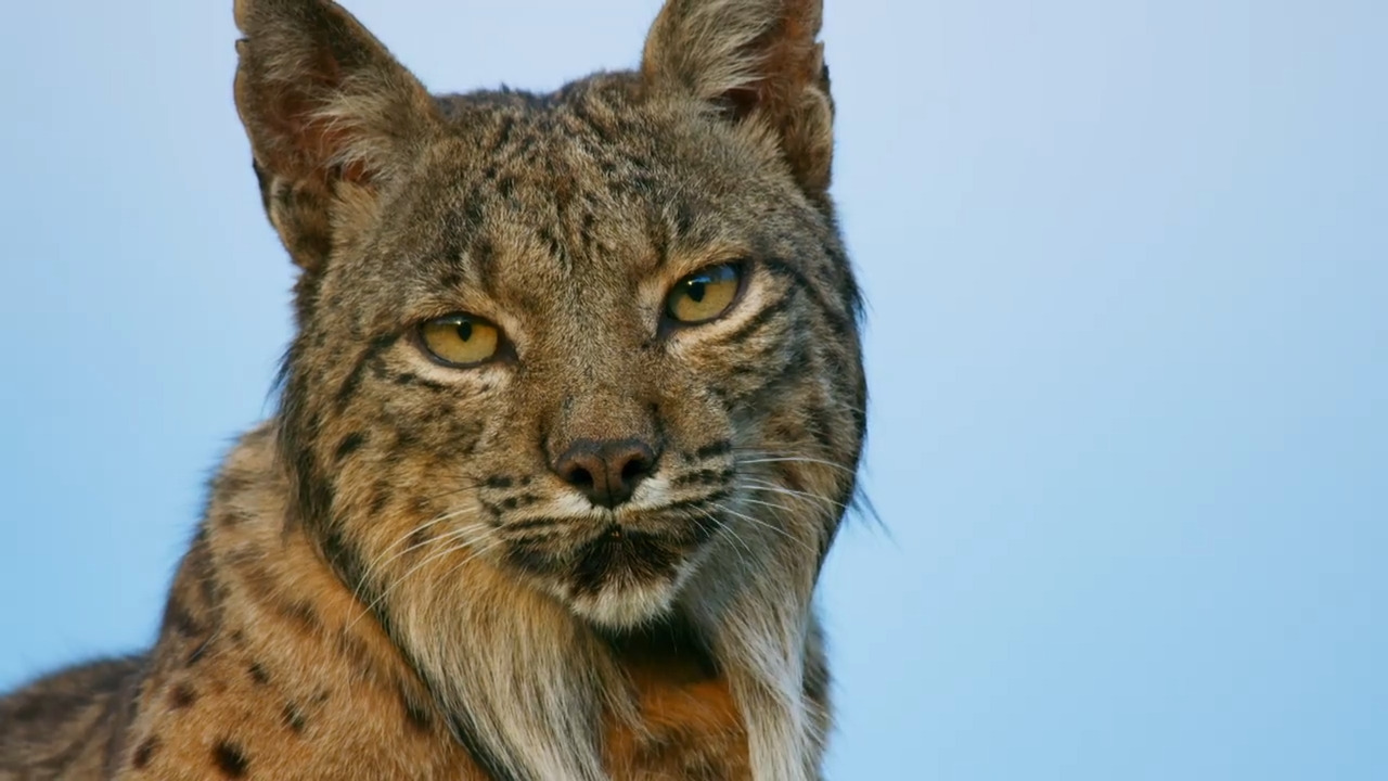 Iberian Lynx: Teetering on the Edge of Extinction | BBC Learning Hub