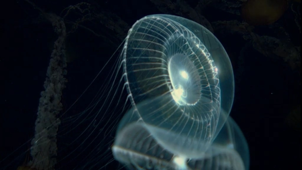 Jellyfish Deadly Hunters BBC Learning Hub