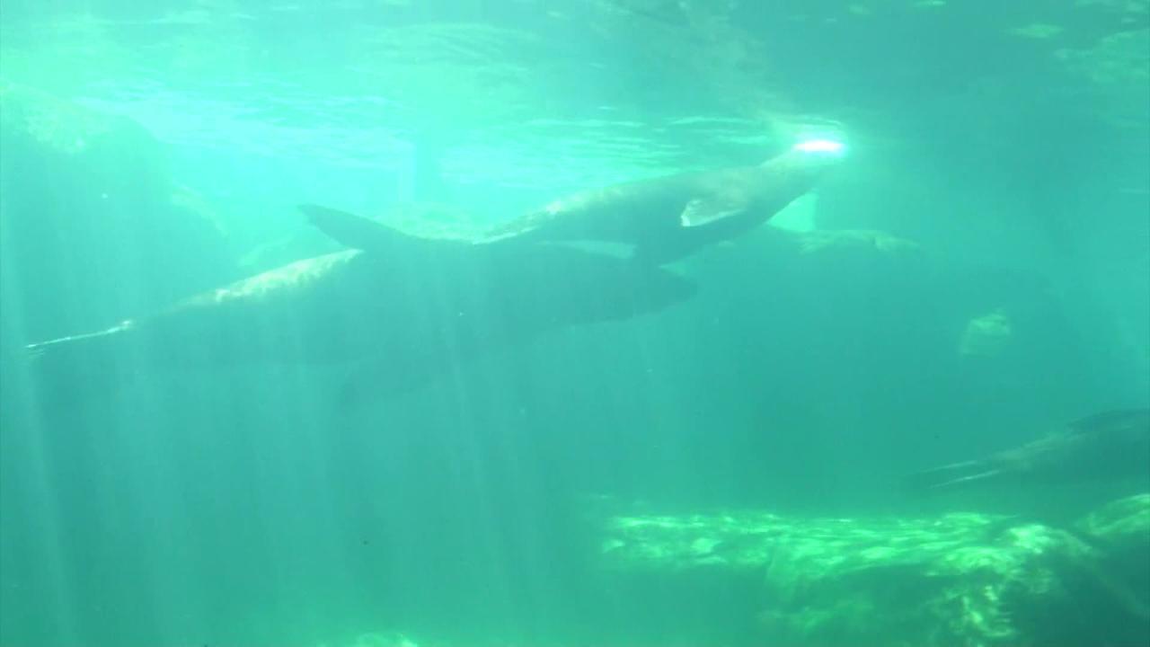 2.2 Tabs on HABs Alexandrium catenella - NOAA Fisheries Video Gallery