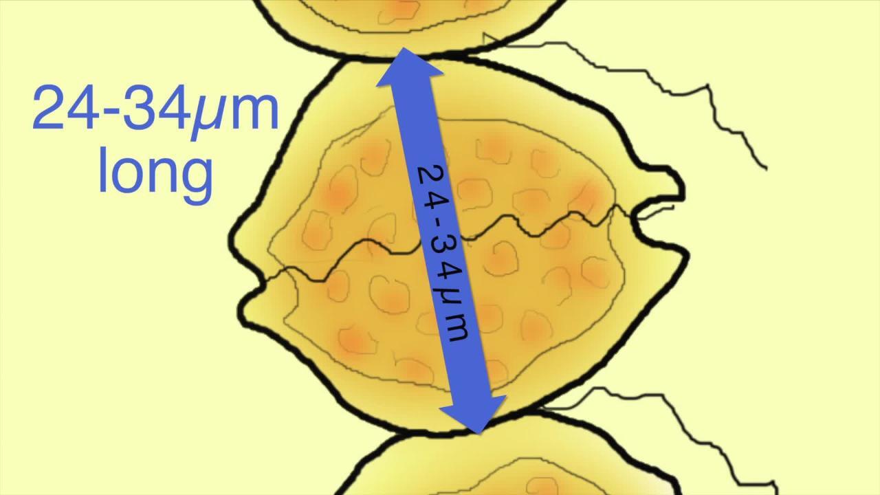 2.2 Tabs on HABs Alexandrium catenella - NOAA Fisheries Video Gallery