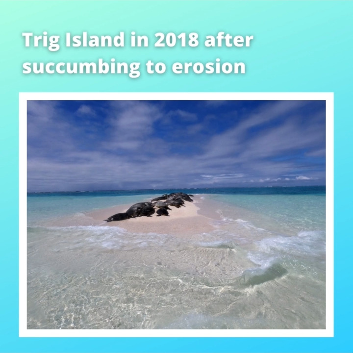 Time Series Tuesday: Monk Seals Part 1 - NOAA Fisheries Video Gallery