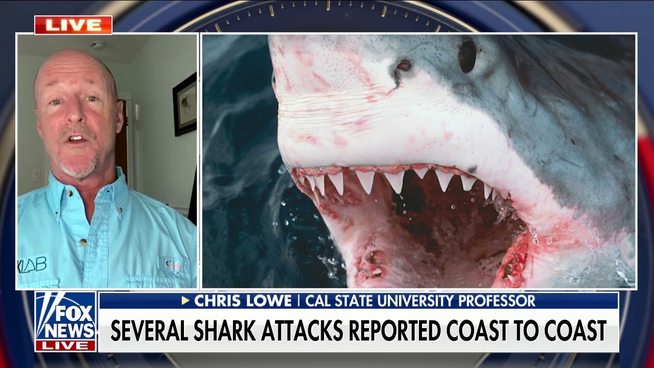 Shark attacks remain 'extremely rare events': Cal State professor | Fox ...