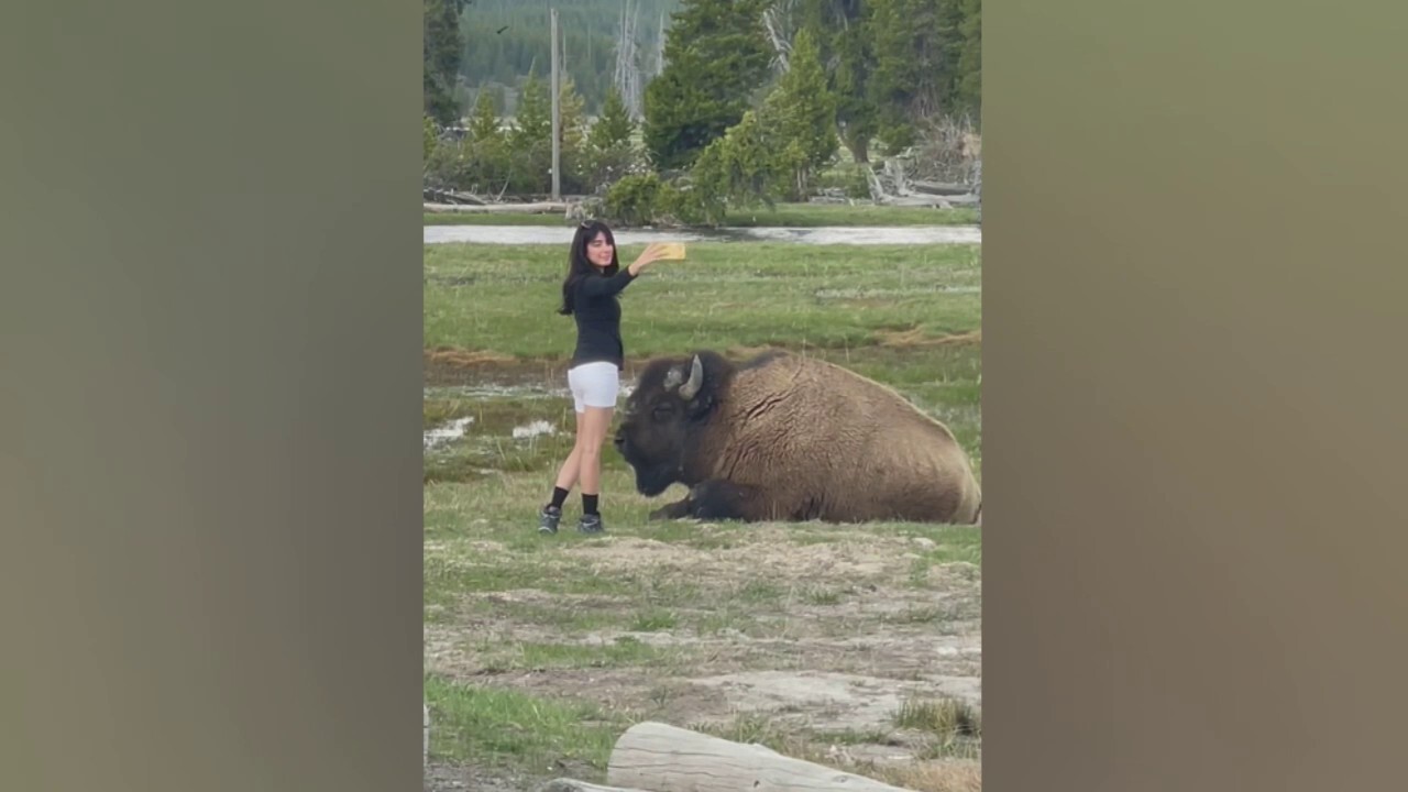 Woman At Yellowstone National Park Takes Selfie Inches Away From Bison Woman At Yellowstone National Park Takes Selfie Inches Away From Bison