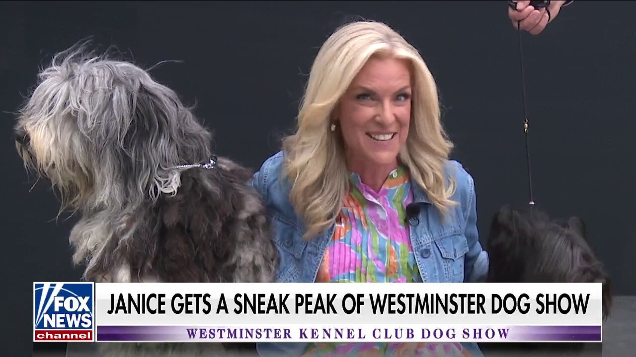 Westminster Kennel Club Kicks Off Their 146th Dog Show Fox News Video Westminster Kennel Club Kicks Off Their 146th Dog Show Fox News Video