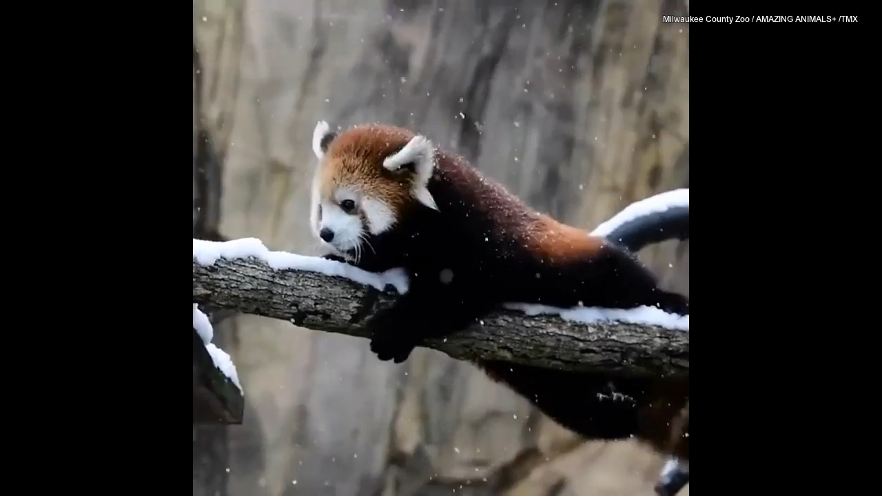 Milwaukee County Zoo s Baby Red Panda Discovers Snow For First Time